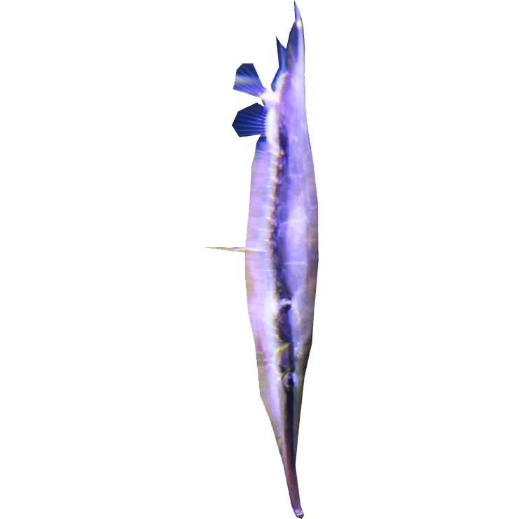 Razorfish (Whalebite) | ZT2 Download Library Wiki | Fandom