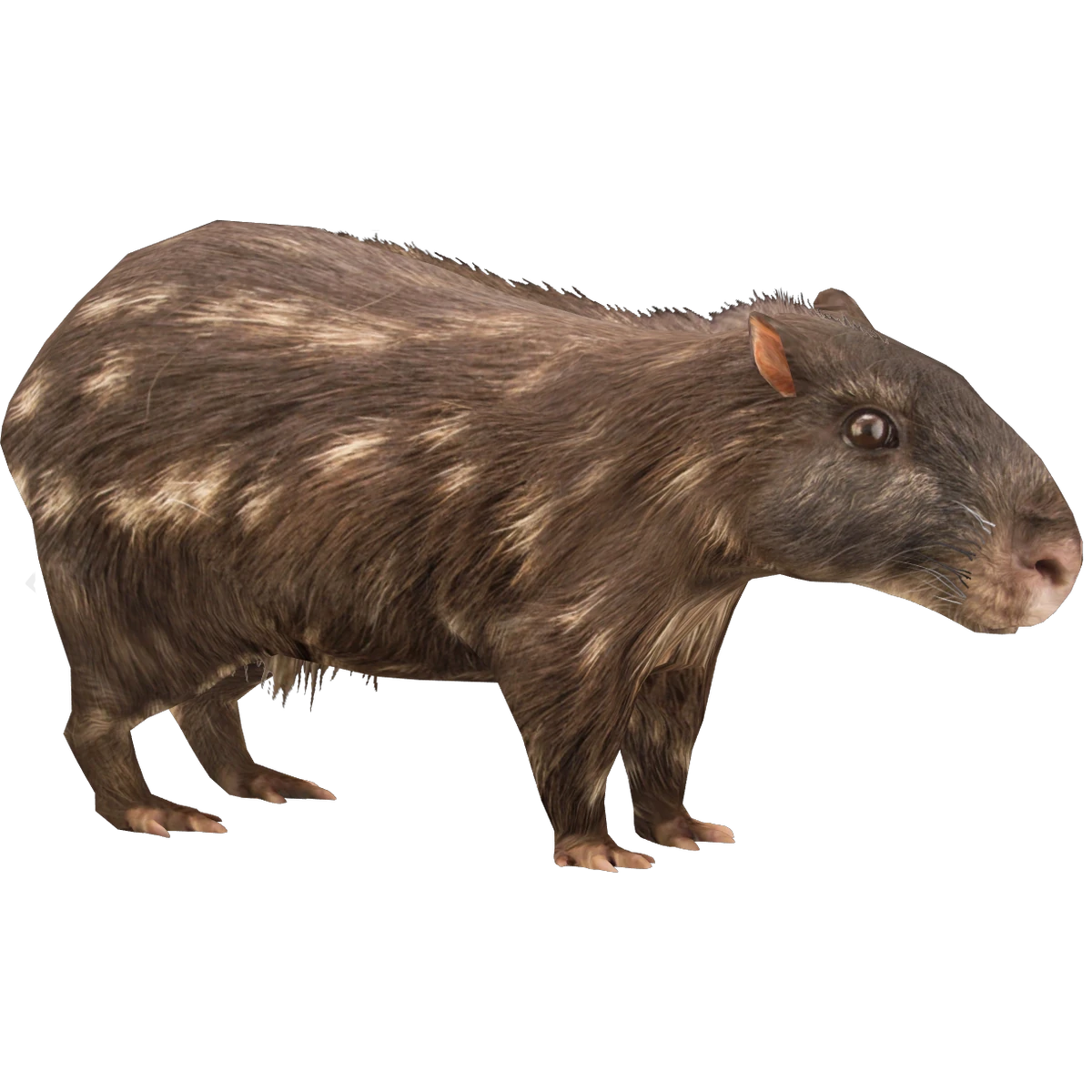 Mountain Paca (Demon Hunter) | ZT2 Download Library Wiki | Fandom