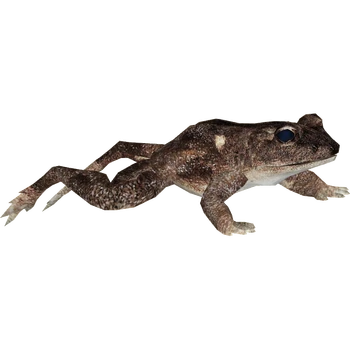Fiji Ground Frog (MasterChief123) | ZT2 Download Library Wiki | Fandom