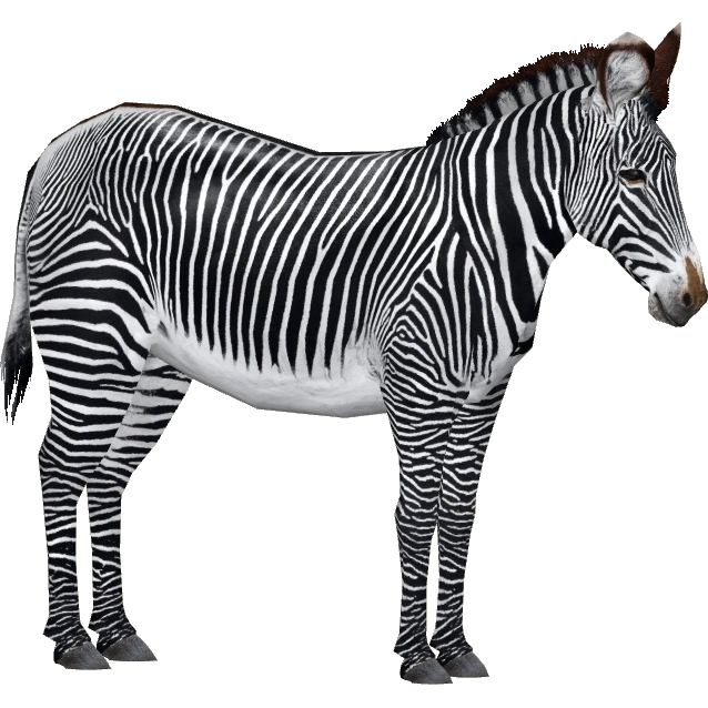 Grévy's Zebra (Dube Warriors Team) | ZT2 Download Library Wiki | Fandom