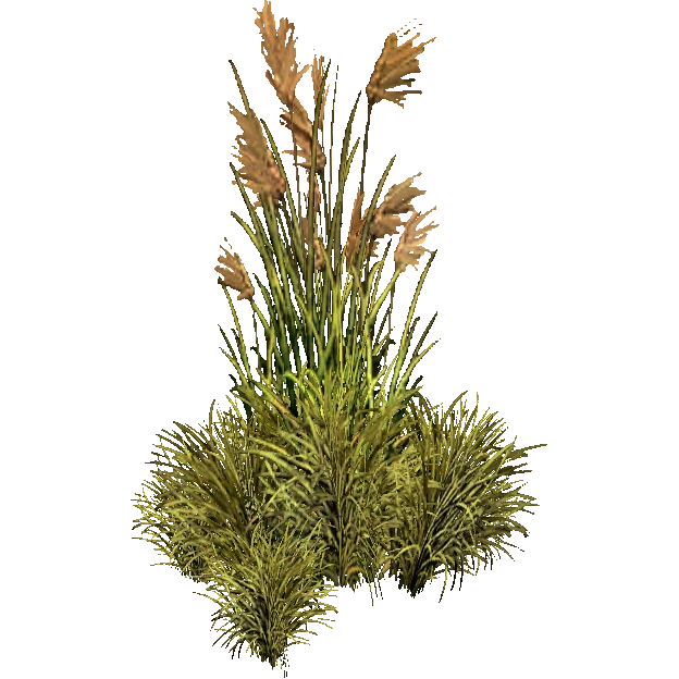 Common Reed (Flish) | ZT2 Download Library Wiki | Fandom