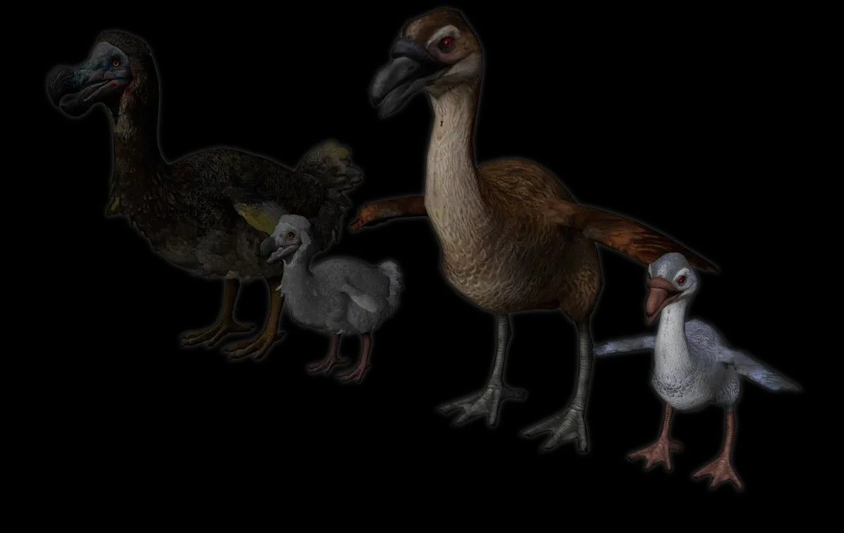 Rodrigues Solitaire (UnusMultorum) | ZT2 Download Library Wiki | Fandom