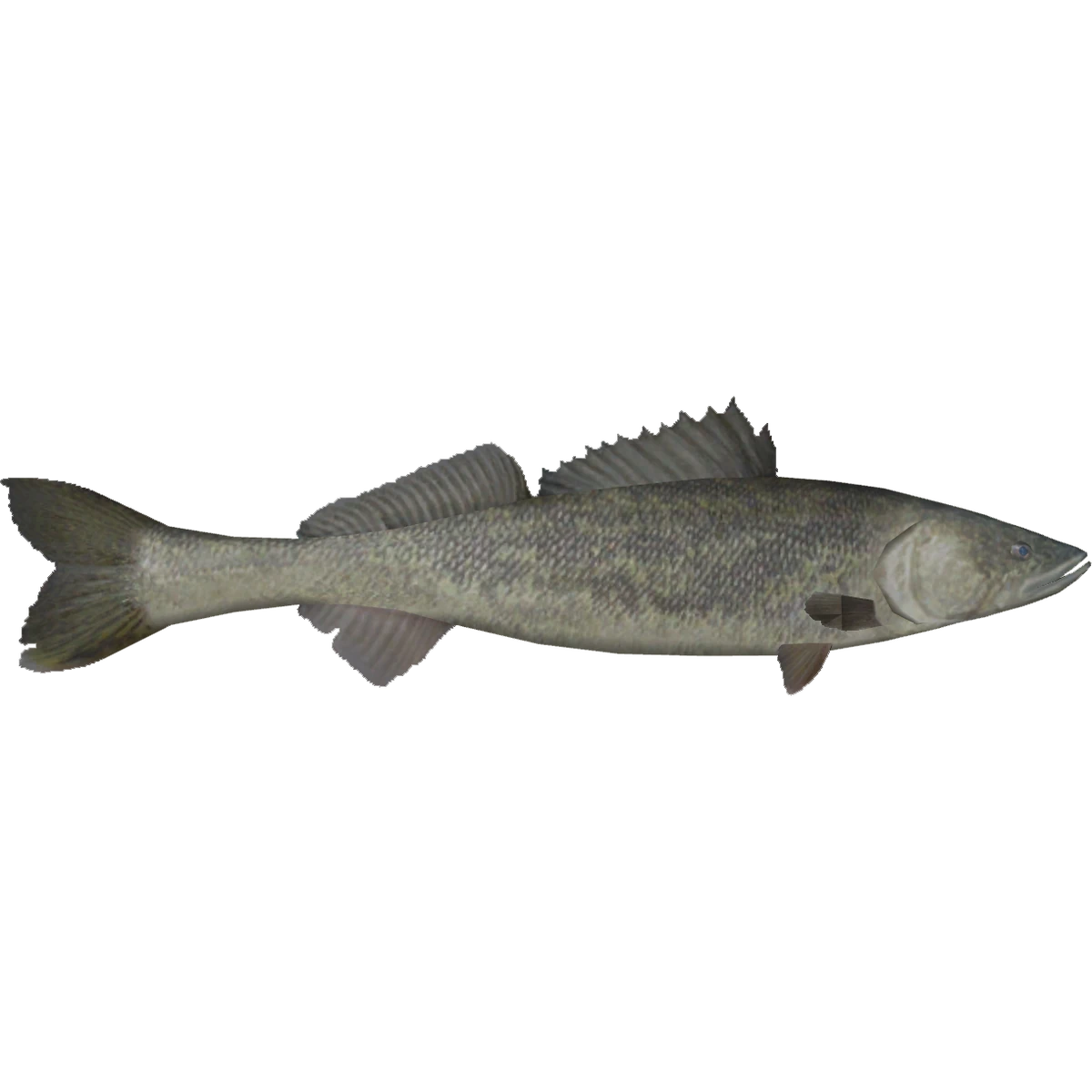 Walleye (Dycki1231) | ZT2 Download Library Wiki | Fandom