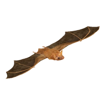 Eastern Red Bat (Batty) | ZT2 Download Library Wiki | Fandom