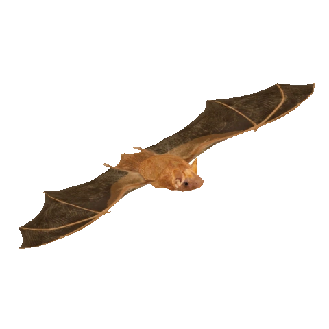 Eastern Red Bat (Batty) | ZT2 Download Library Wiki | Fandom