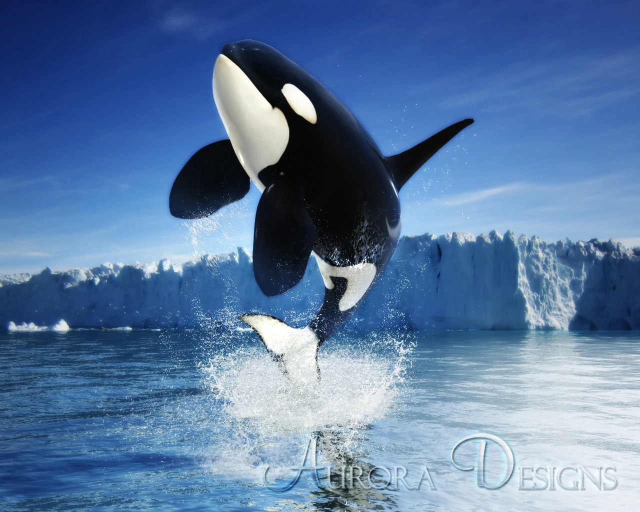 Orca Download