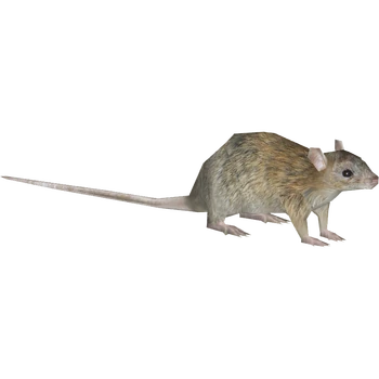 Live Food Rat (ZTABC Team) | ZT2 Download Library Wiki | Fandom