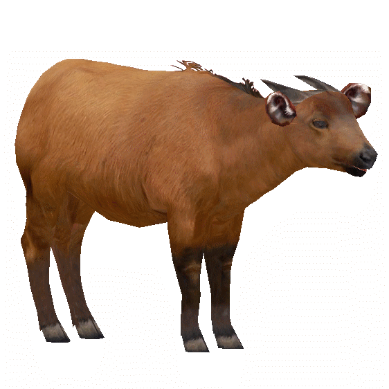 Congo Buffalo (Robert, Royboy407 & Tom) | ZT2 Download Library Wiki ...