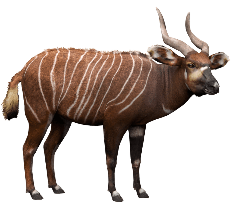 Western Bongo (Aurora Designs) | ZT2 Download Library Wiki | Fandom