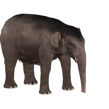 Dwarf Cyprus Elephant (Demon Hunter) | ZT2 Download Library Wiki | Fandom