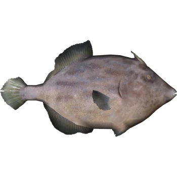 Threadsail Filefish (Dycki1231) | ZT2 Download Library Wiki | Fandom