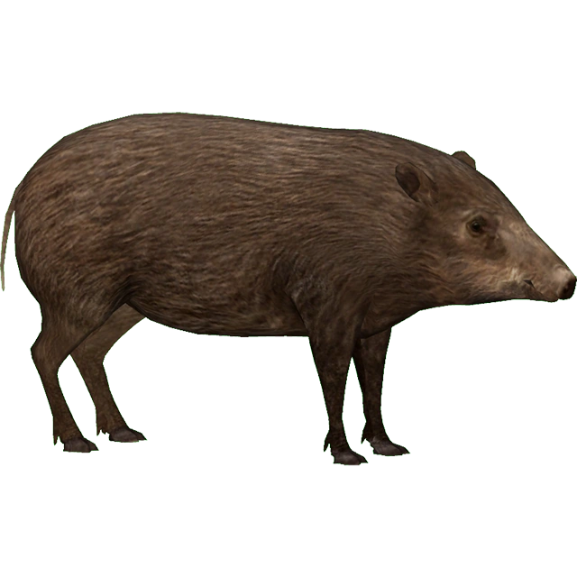 Pygmy Hog (Nessich) | ZT2 Download Library Wiki | Fandom