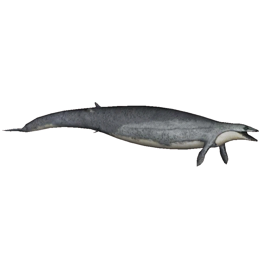 Basilosaurus (Royboy407) | ZT2 Download Library Wiki | Fandom