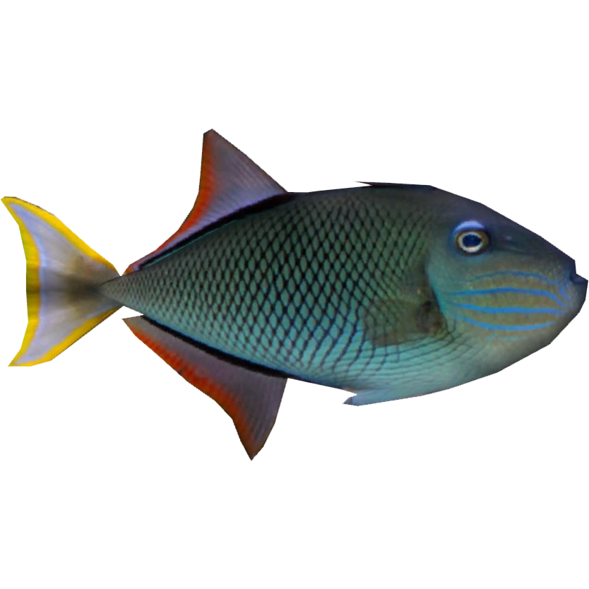 Crosshatch Triggerfish (Whalebite) | ZT2 Download Library Wiki | Fandom