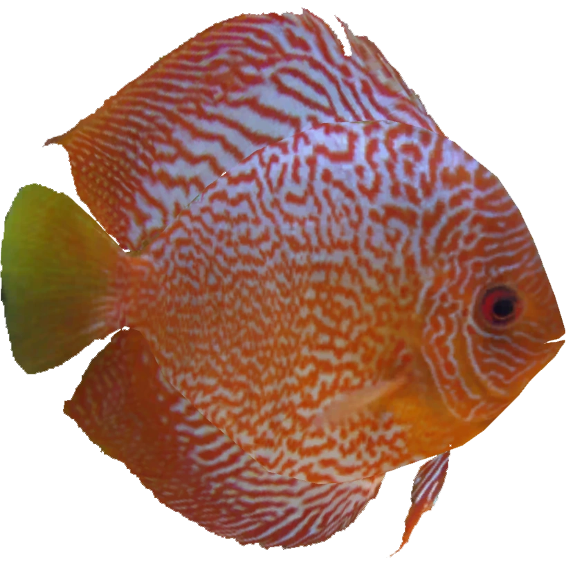 Leopard Snakeskin Discus (Dycki1231) | ZT2 Download Library Wiki | Fandom