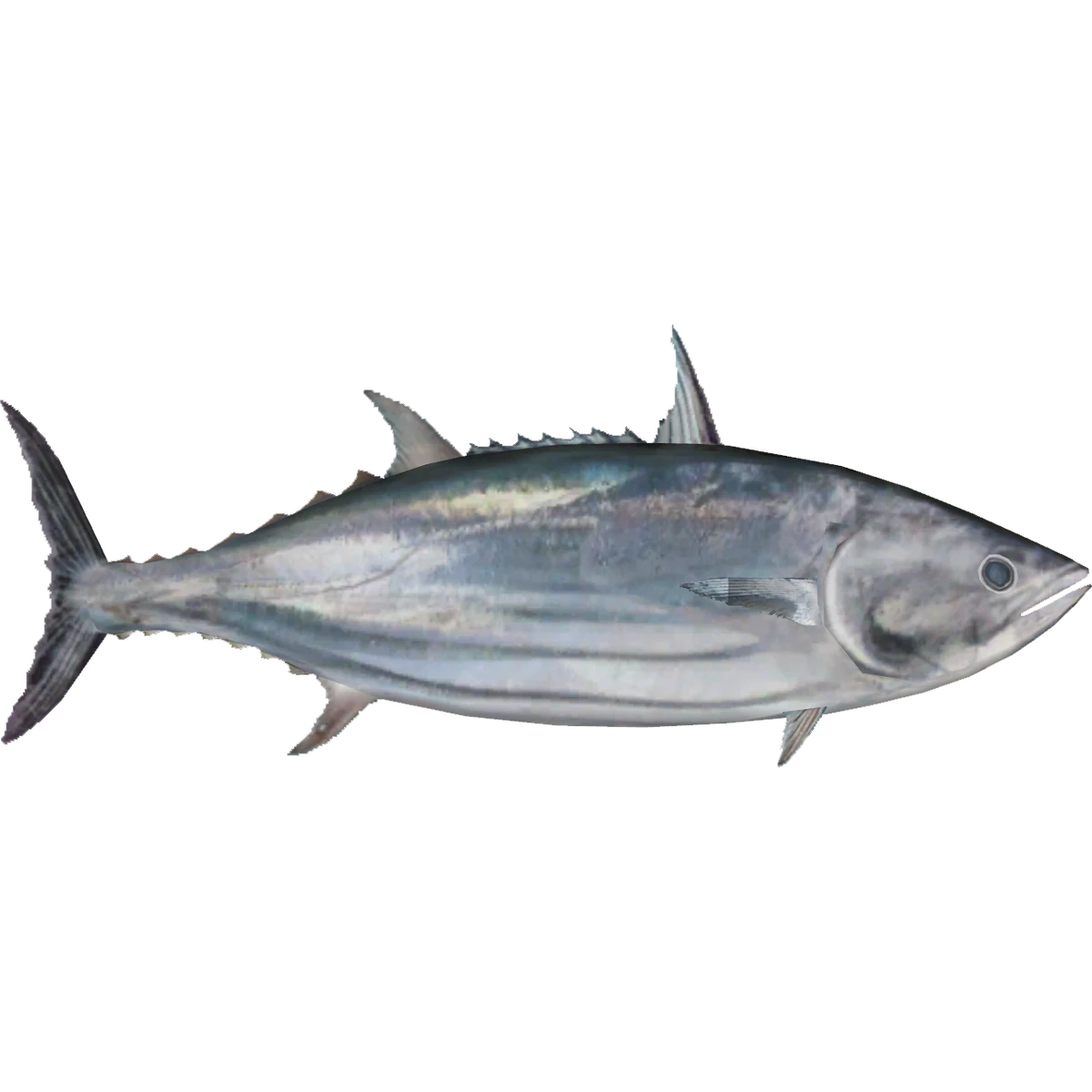 Bonito (Dycki1231) | ZT2 Download Library Wiki | Fandom