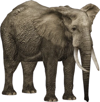 African Forest Elephant (HENDRIX) | ZT2 Download Library Wiki | Fandom