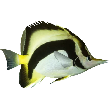 Scythe Butterflyfish (Dycki1231) | ZT2 Download Library Wiki | Fandom