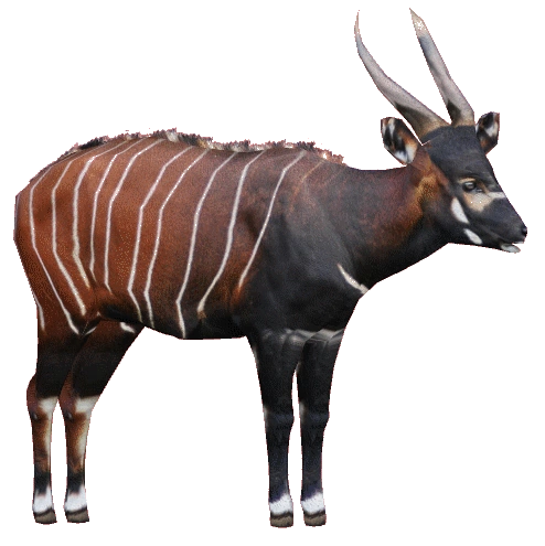 Mountain Bongo (Robert) | ZT2 Download Library Wiki | Fandom