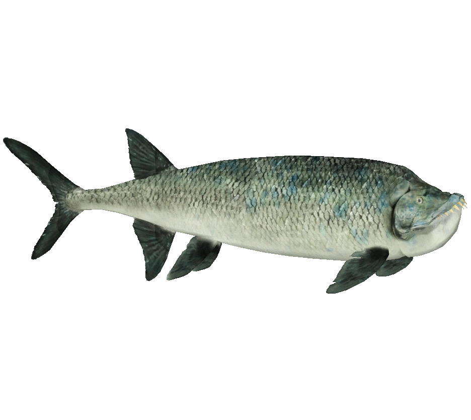 Xiphactinus (Incinerox, TyrantTR and Zooa) | ZT2 Download Library Wiki ...