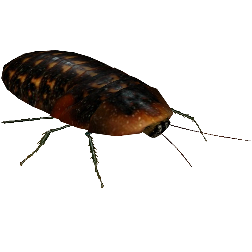 Giant Cave Cockroach
