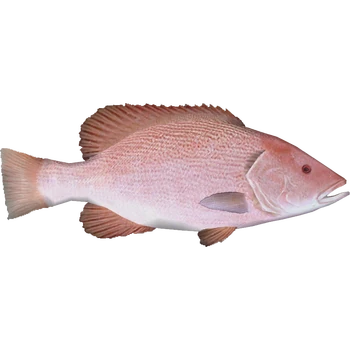 Northern Red Snapper (Dycki1231) | ZT2 Download Library Wiki | Fandom