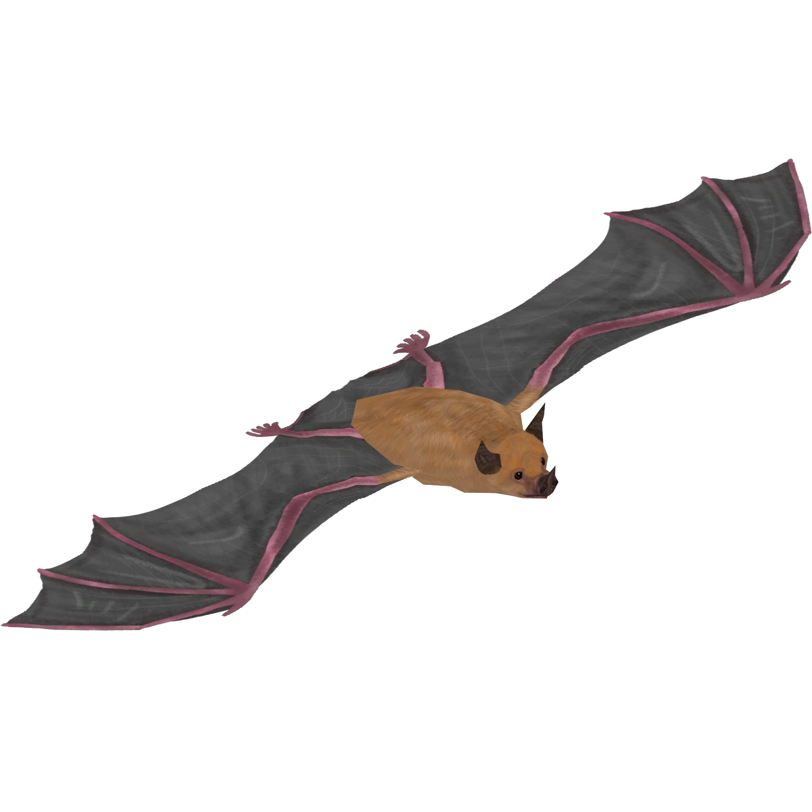 Spear Nosed Bat