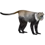 Category:Old World Monkeys | ZT2 Download Library Wiki | Fandom