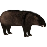 Category:Ancient Trunks (Demon Hunter) | ZT2 Download Library Wiki | Fandom