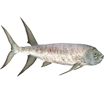 Gillicus (Tyranachu) | ZT2 Download Library Wiki | Fandom