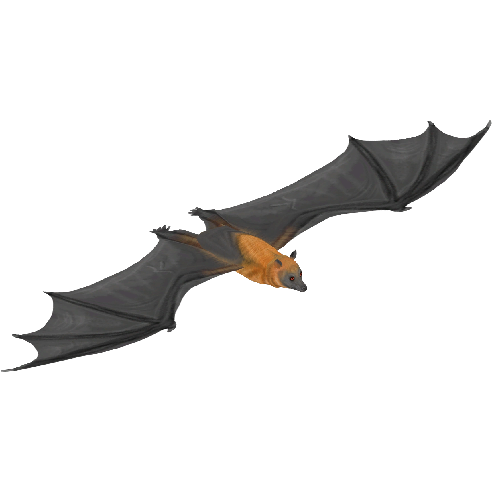 Indian Flying Fox