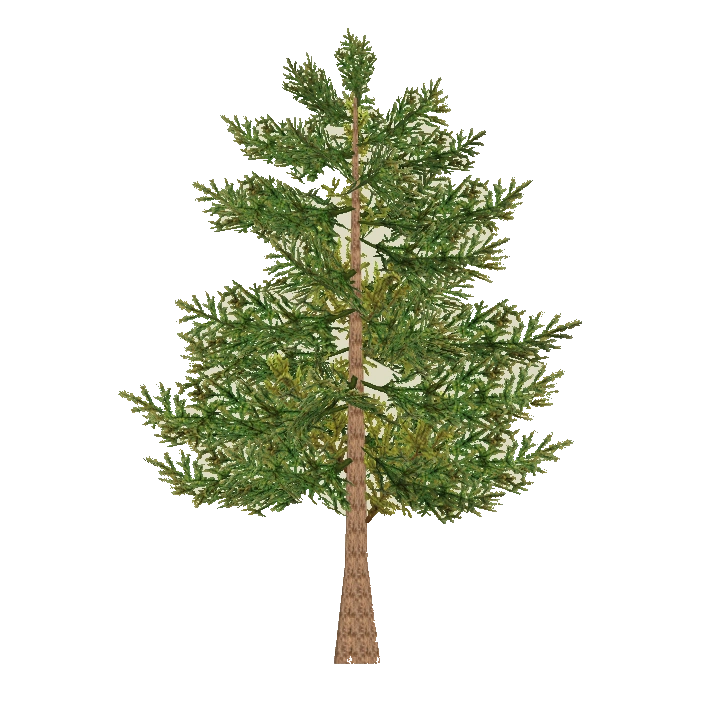 Bunya Pine Tree (Tamara Henson) | ZT2 Download Library Wiki | Fandom