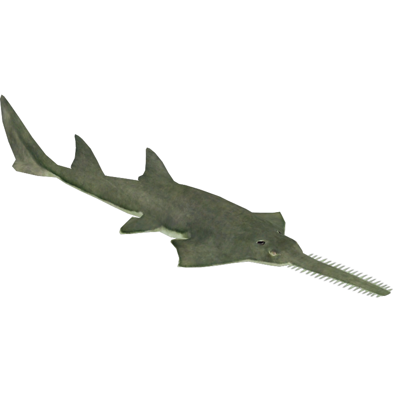 Green Sawfish (Buffzoo, Lgcfm & SharkingAround) | ZT2 Download Library ...