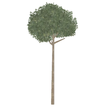 Lemon Ironbark (Z-Studio) | ZT2 Download Library Wiki | Fandom