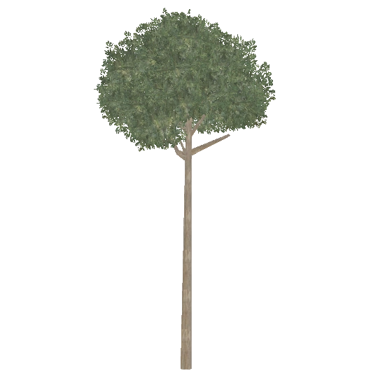 Lemon Ironbark (Z-Studio) | ZT2 Download Library Wiki | Fandom