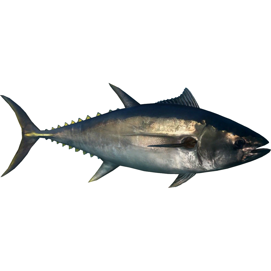Southern Bluefin Tuna (Ulquiorra) | ZT2 Download Library Wiki | Fandom