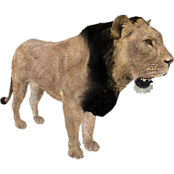 Asiatic Lion (TheCapedDetective) | ZT2 Download Library Wiki | Fandom
