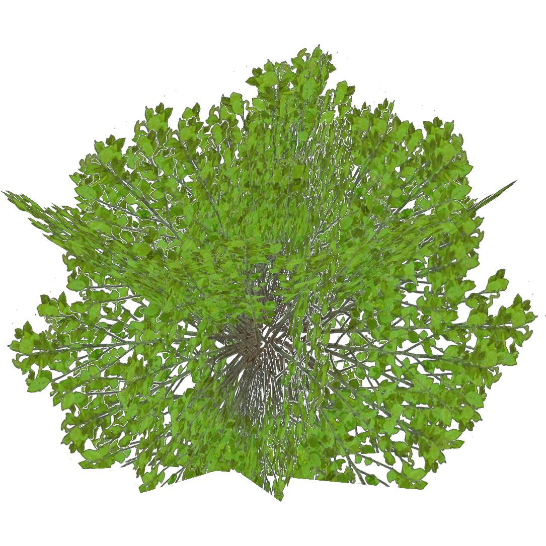 Dwarf Bog Birch (Demon Hunter) | ZT2 Download Library Wiki | Fandom