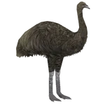 Category:Extinct Ratites | ZT2 Download Library Wiki | Fandom