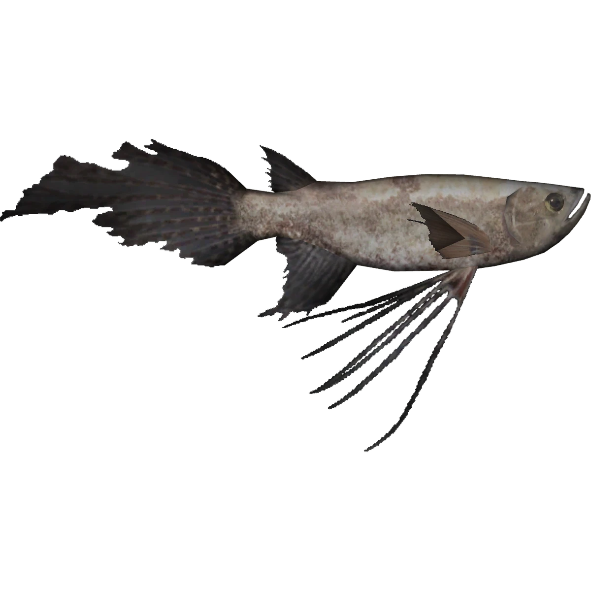 Freshwater Butterfly Fish (Dycki1231) | ZT2 Download Library Wiki | Fandom