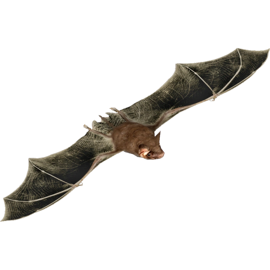 Greater Mouse-eared Bat (HENDRIX) | ZT2 Download Library Wiki | Fandom