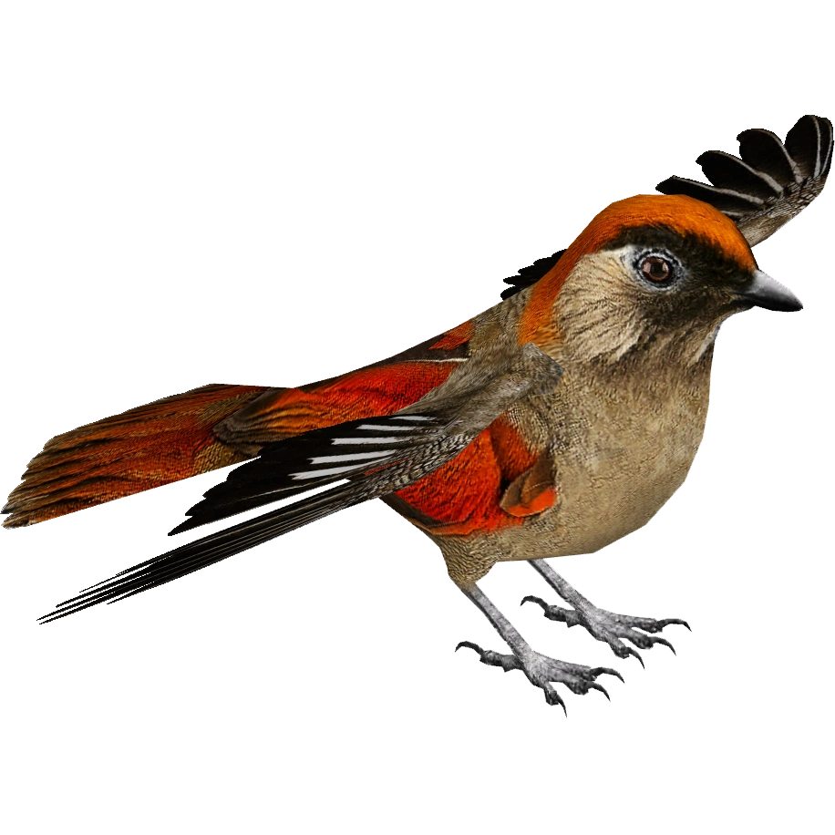 Red-tailed Laughingthrush (Deerfad) | ZT2 Download Library Wiki | Fandom