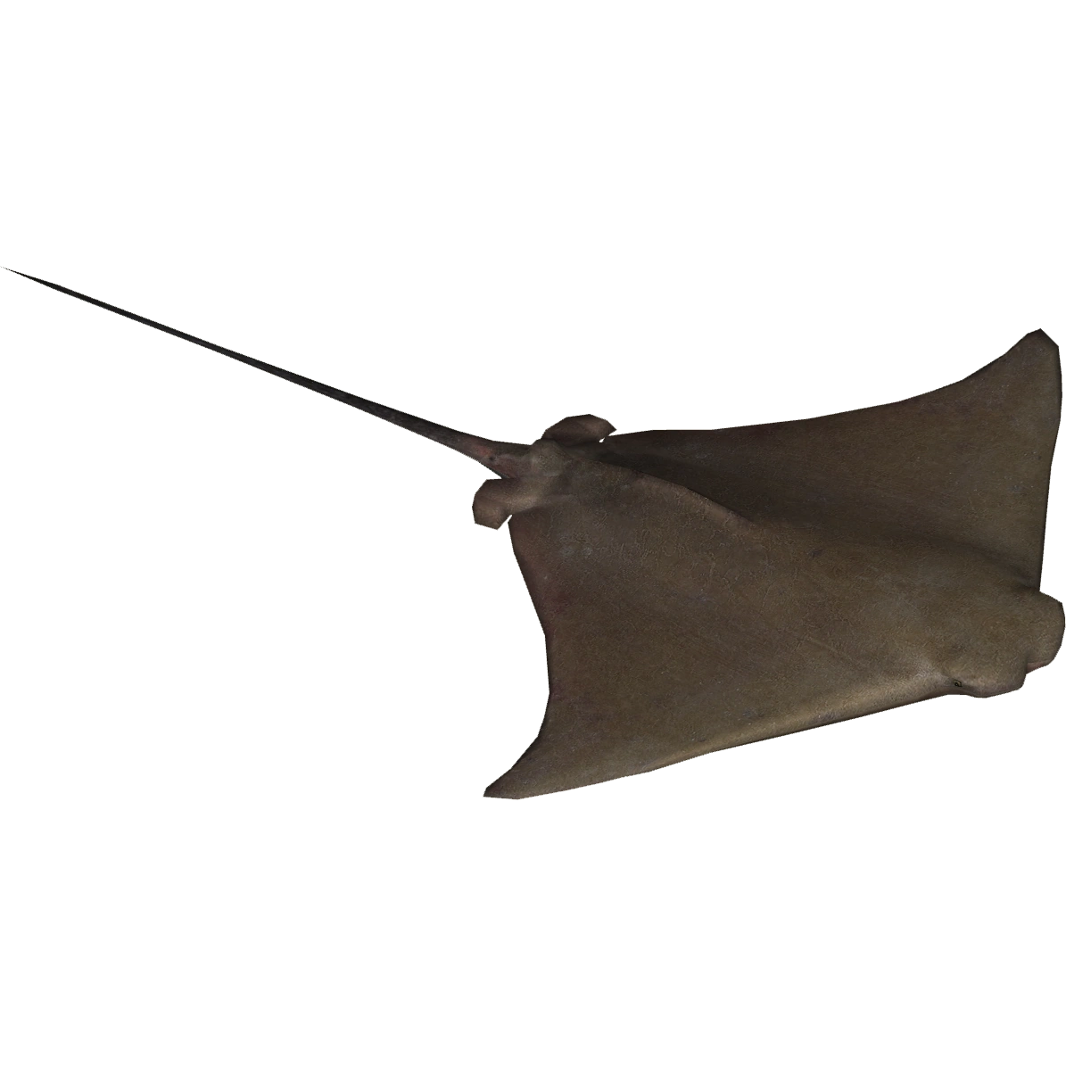 Cownose Ray (Dycki1231) | ZT2 Download Library Wiki | Fandom