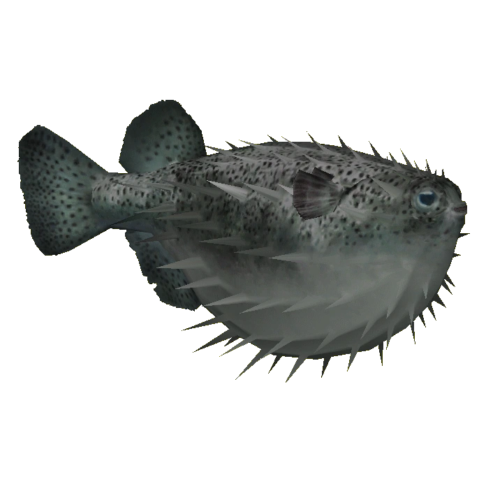 Spot-fin Porcupinefish (Thom) | ZT2 Download Library Wiki | Fandom