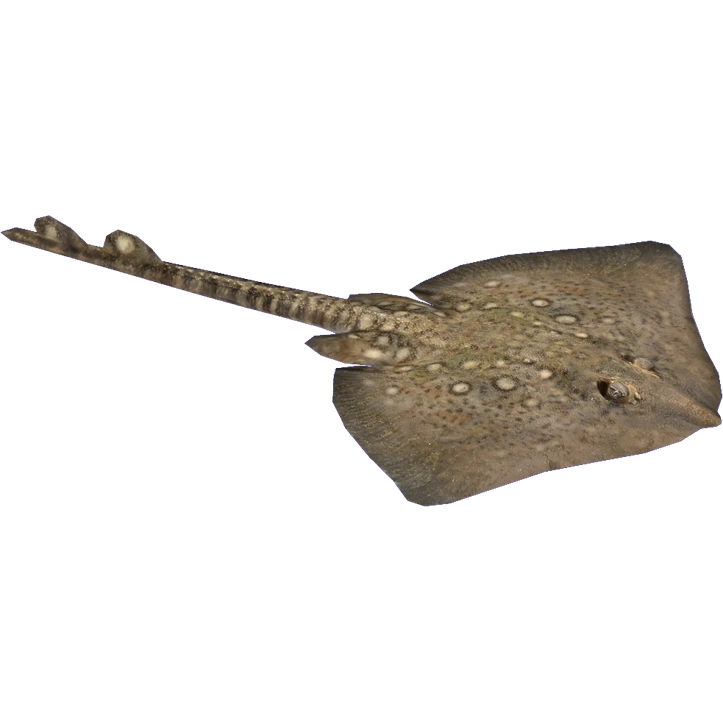Thornback Ray (HENDRIX) | ZT2 Download Library Wiki | Fandom