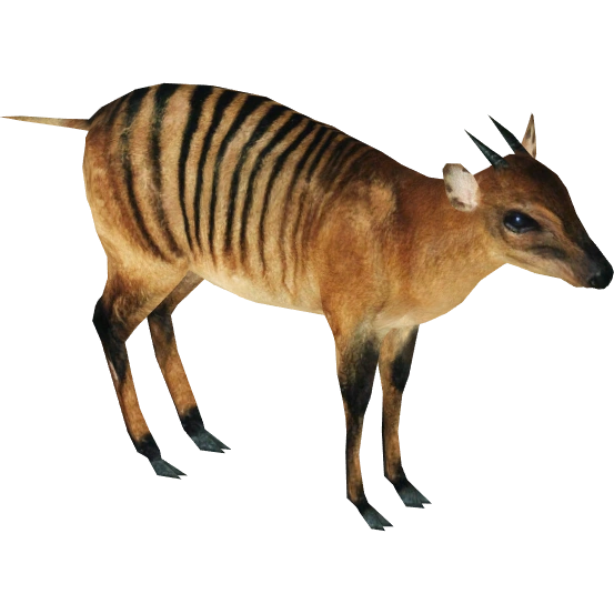 Zebra Duiker (Aurora Designs) | ZT2 Download Library Wiki | Fandom