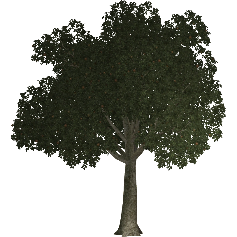 Apple Tree (Thom) | ZT2 Download Library Wiki | Fandom