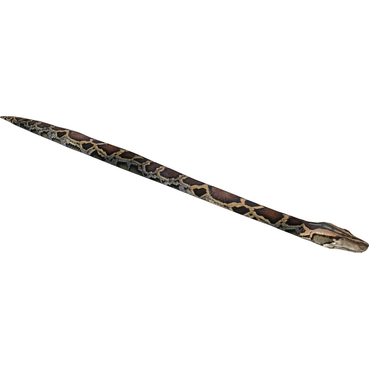 Burmese Python (Goldenfire) | ZT2 Download Library Wiki | Fandom