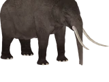 Category:Stegodonts | ZT2 Download Library Wiki | Fandom