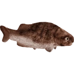 Category:Extinct Ray-finned Fish | ZT2 Download Library Wiki | Fandom
